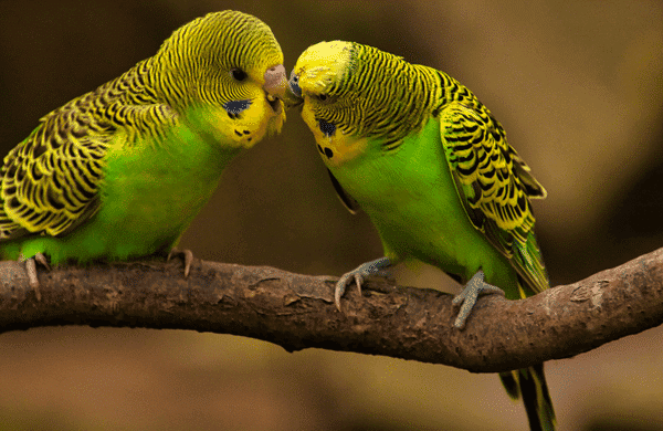 นกหงส์หยก ข้อควรรู้ ! ก่อนนำมาเลี้ยง