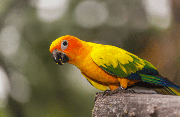 นกซันคอนัวร์ ข้อควรรู้ นิสัย ยอดฮิต