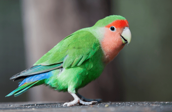 นกแก้วราคา แต่ละสายพันธุ์ [อัพเดต 2023]