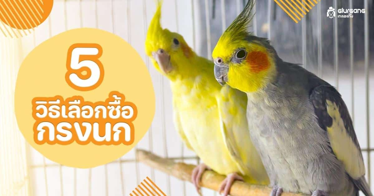 มาดู ! 5 วิธีการเลือกซื้อกรงนก และ อุปกรณ์ที่ควรมี