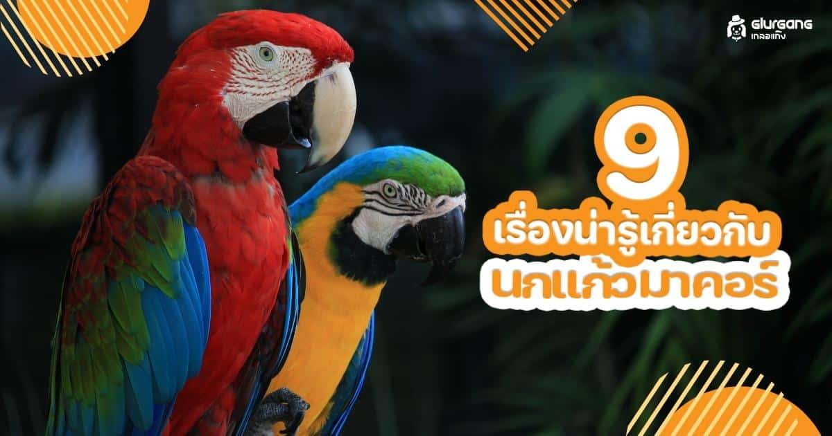 10 ข้อควรรู้ ! นกแก้วมาคอร์ นิสัยและราคาเท่าไหร่