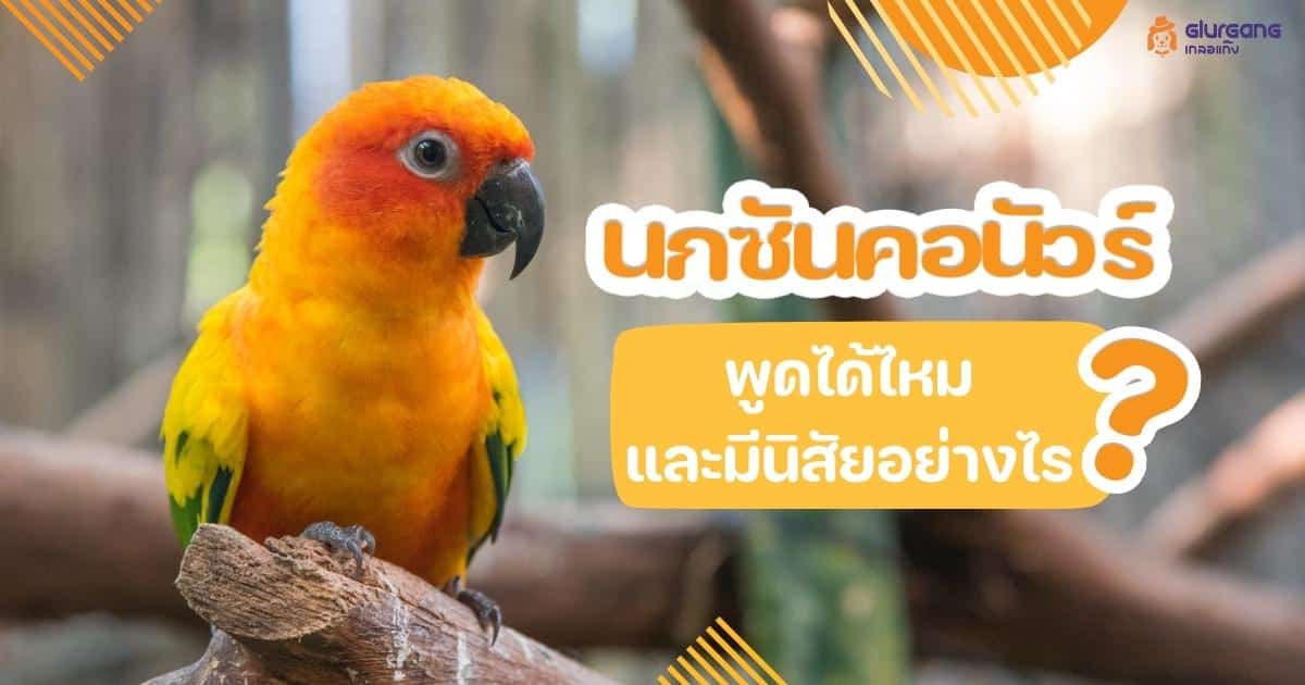 นกซันคอนัวร์ ข้อควรรู้ นิสัย ยอดฮิต