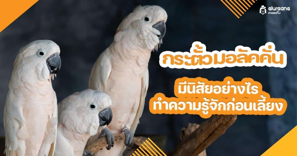 ทำความรู้จักก่อนเลี้ยง "นกกระตั้วมอลัคคั่น" มีนิสัยยังไง?