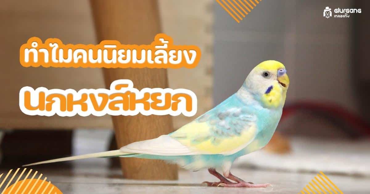 นกหงส์หยก ข้อควรรู้ ! ก่อนนำมาเลี้ยง