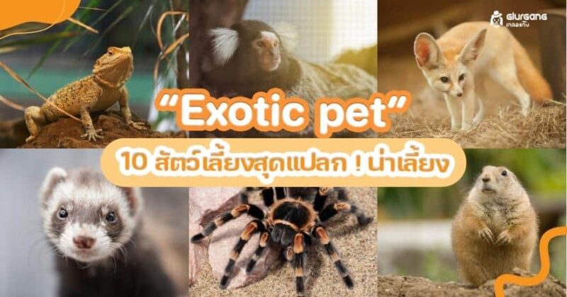 มาดู "Exotic pet" 10 สัตว์เลี้ยงสุดแปลก ! น่าเลี้ยง
