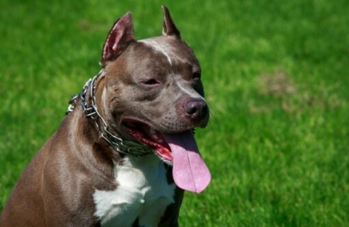 รวม 10 สายพันธุ์ "หมาพันธุ์ดุ" มีอะไรบ้าง พันธุ์ไหนดุที่สุด