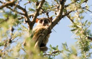 บุชเบบี้ (Bush Baby) ราคาเท่าไหร่ ? พร้อมวิธีเลี้ยงและดูแล