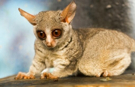 บุชเบบี้ (Bush Baby) ราคาเท่าไหร่ ? พร้อมวิธีเลี้ยงและดูแล