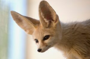 เฟนเน็คฟ็อซ์ หรือ จิ้งจอกทะเลทราย เลี้ยงยังไง ? ราคาเท่าไหร่