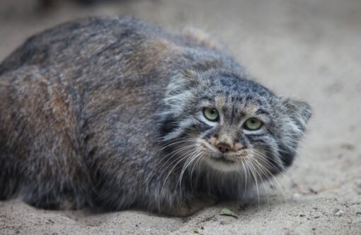 รวม ! แมวป่า พันธุ์ ต่างๆ และ แมวป่าไทย มีอะไรบ้าง